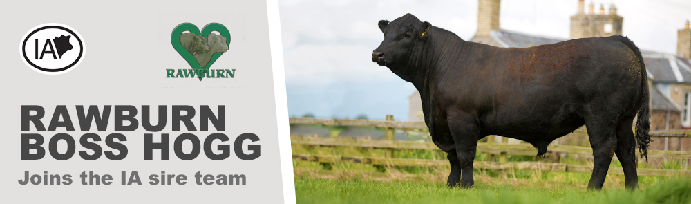 News 2014 | Irelands Angus